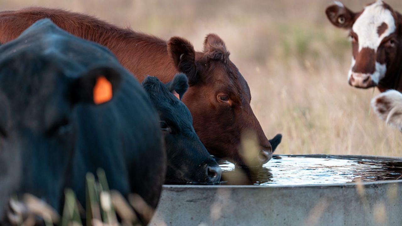 Global beef roundup: Focus on New Zealand