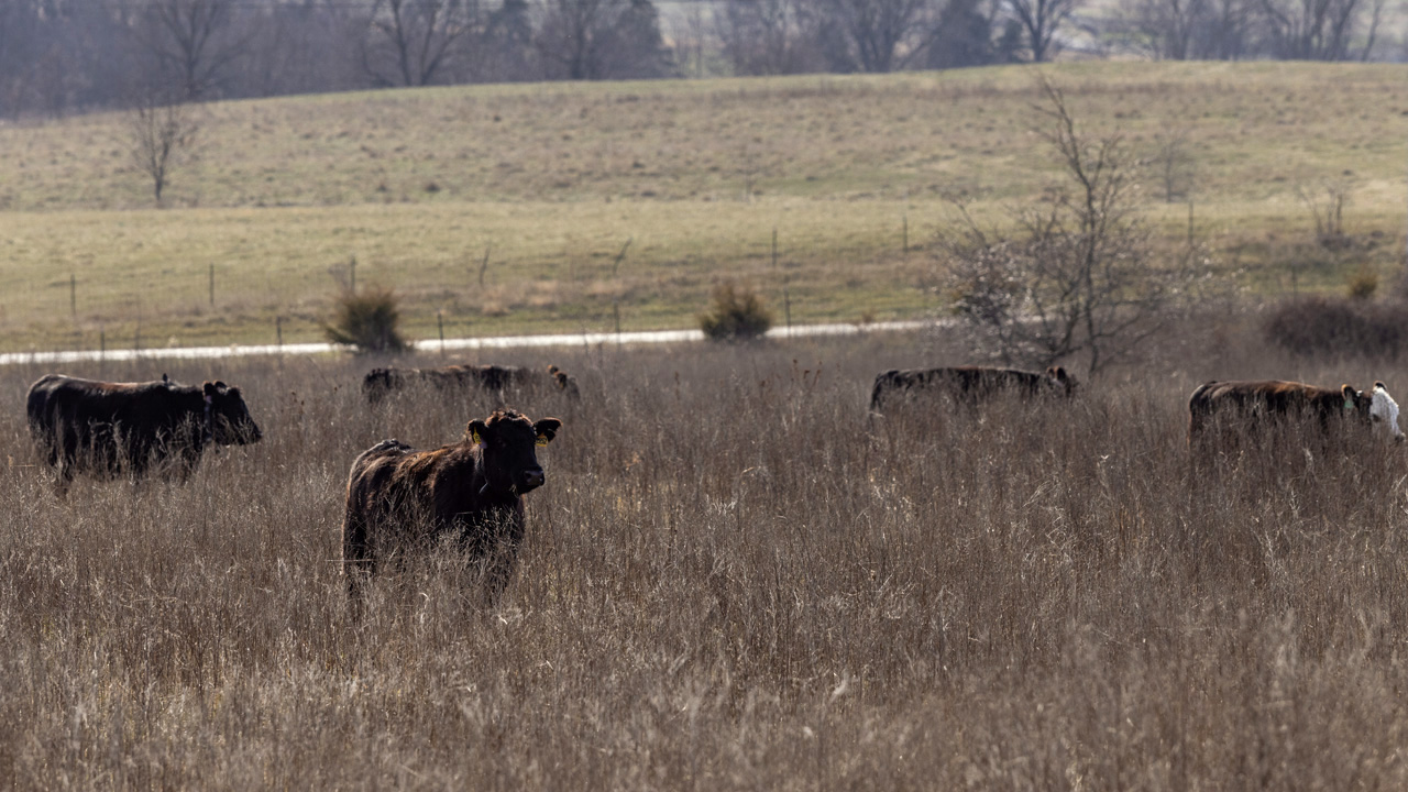 Planning a safe and efficient new cattle barn