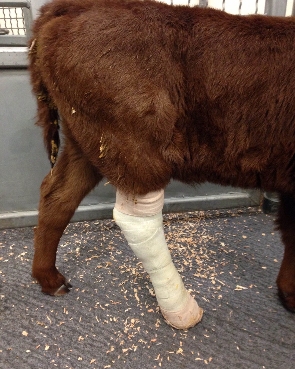How to treat leg fractures in young calves