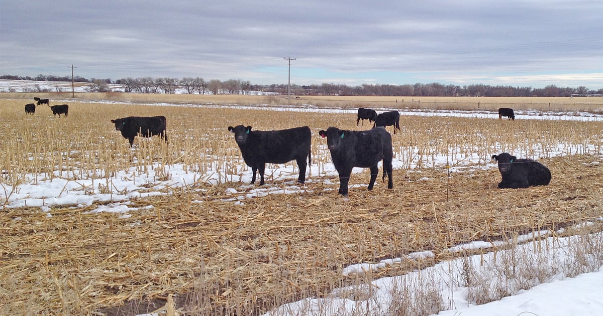 Optimize cornstalk grazing for beef cows