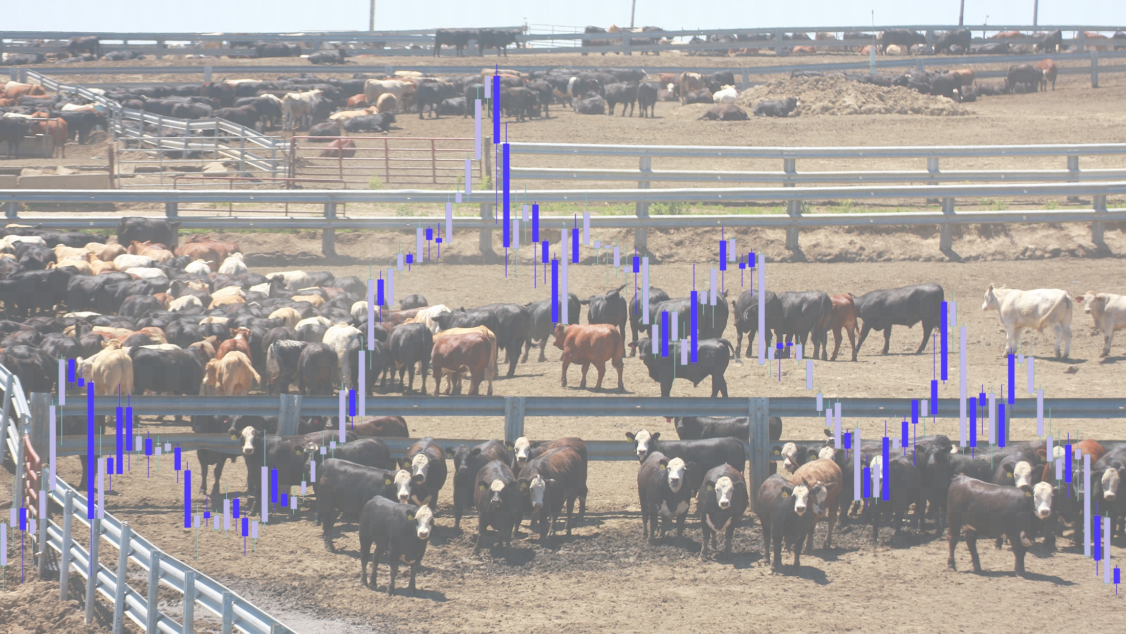 Cattle prices: Up or down from here?