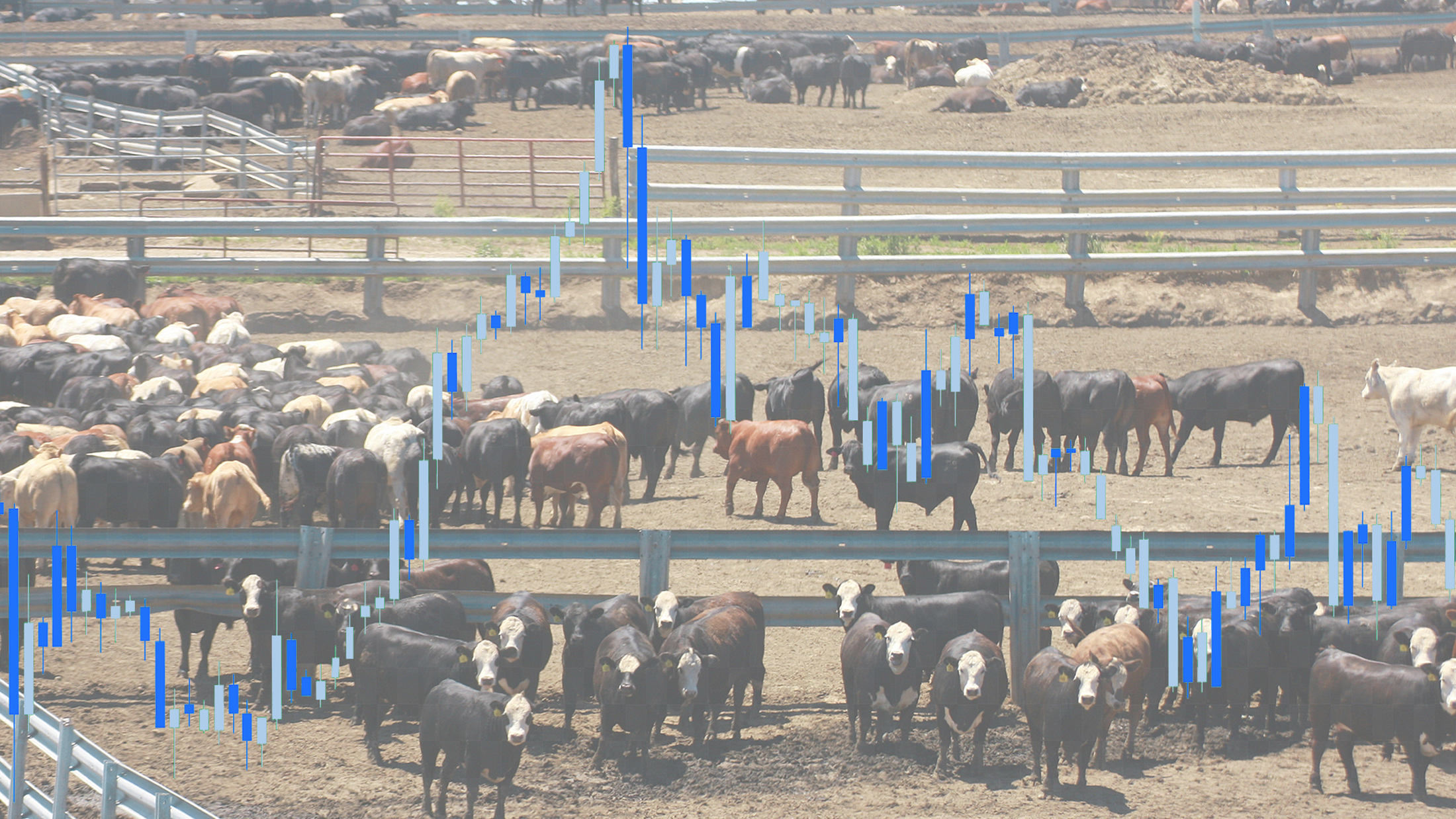 Cattle prices: Up or down from here?