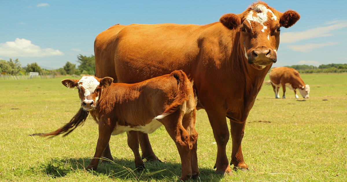 A few key insights for the beef business