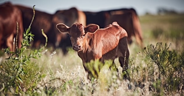 PI Calves: A Devastating Threat You Might Not Even See