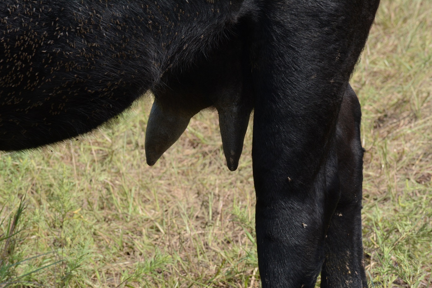 Most udders don't matter