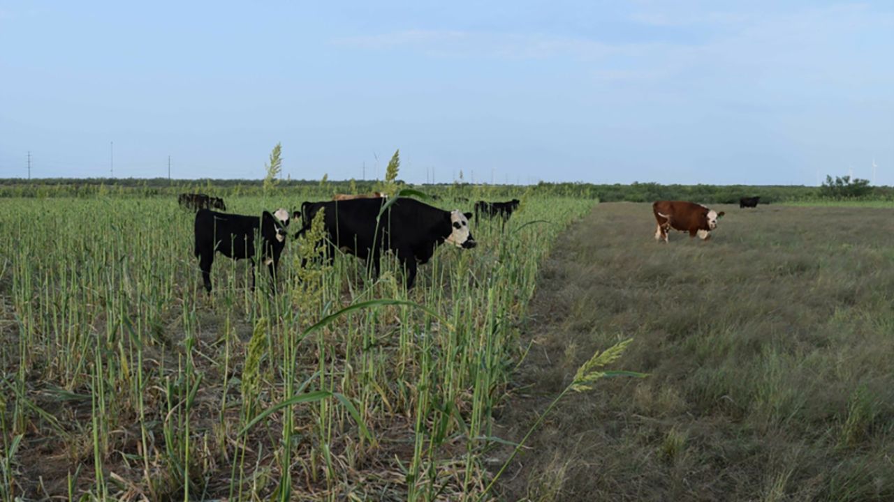 Beef packing capacity update