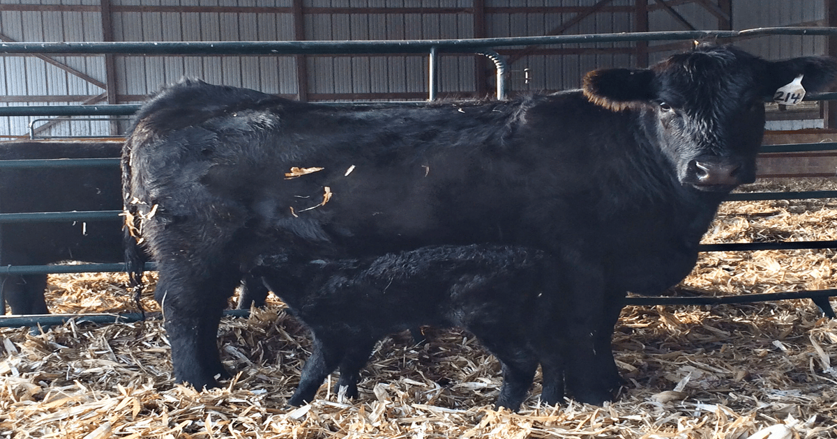 The daze of calving time can make you contemplate odd things
