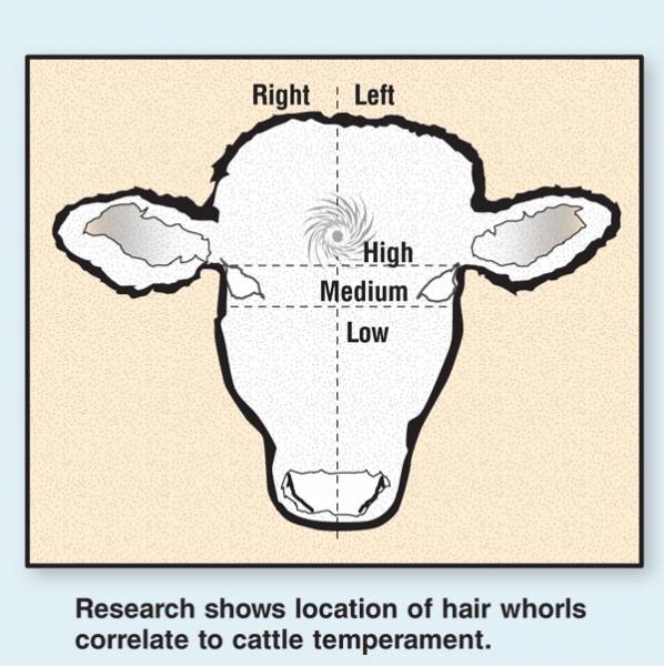 Study Examines Cow’s Protection Behavior
