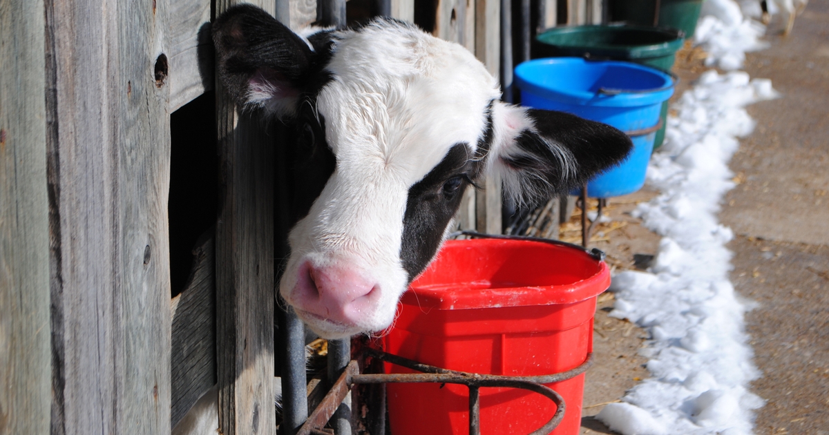 Calf management tips for cold weather