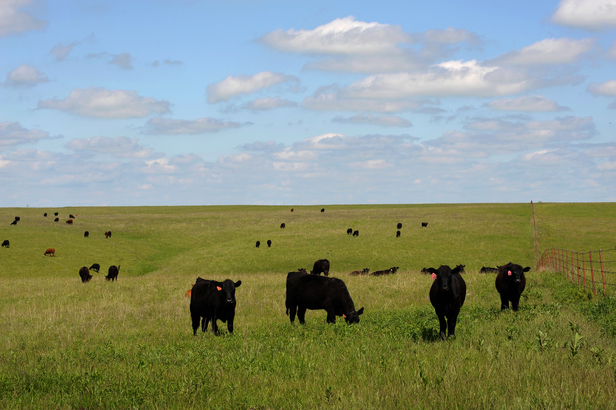 Cattle theft: Not just a thing of the wild west