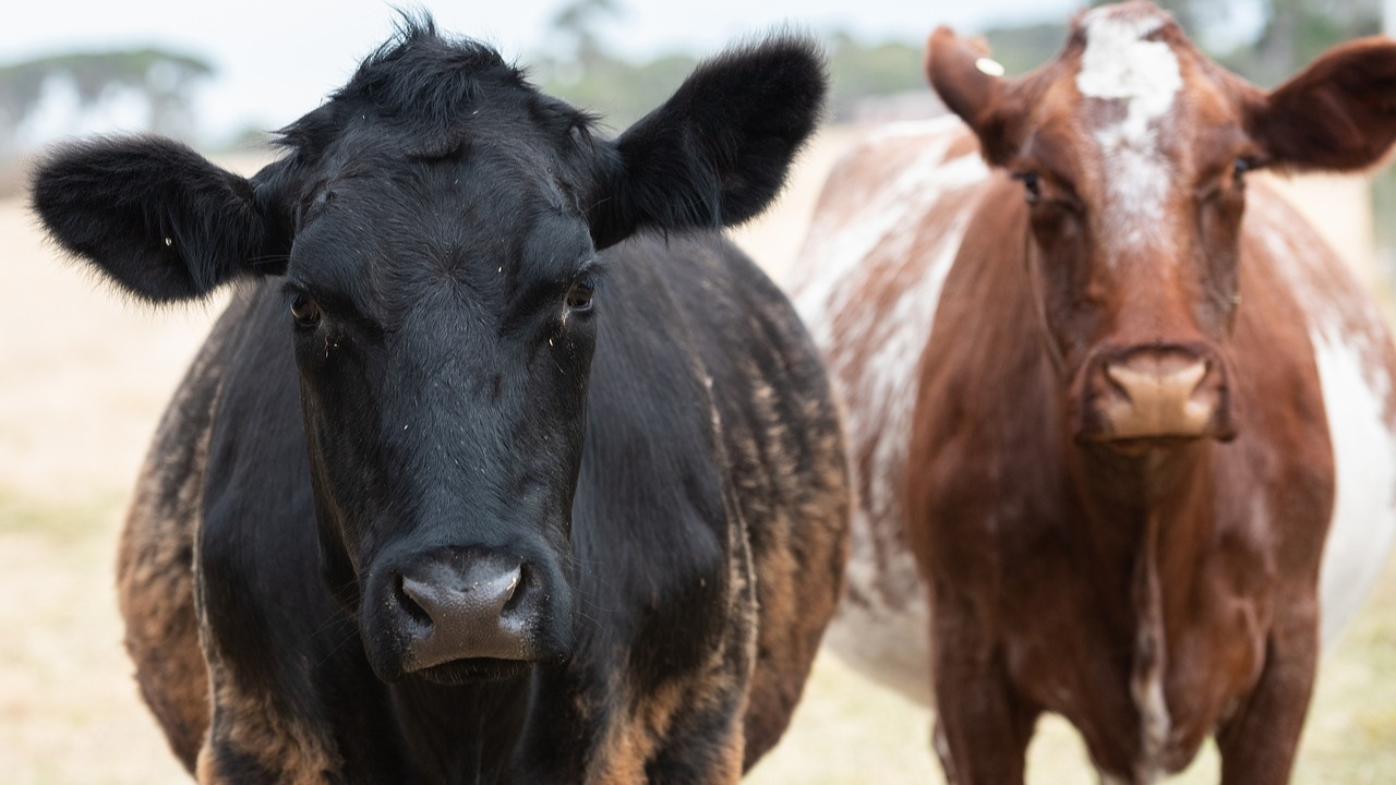 National Cattlemen's Beef Association