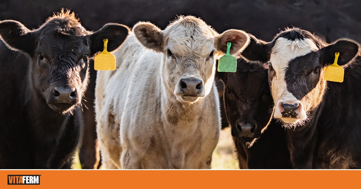 A guide to healthy weaning