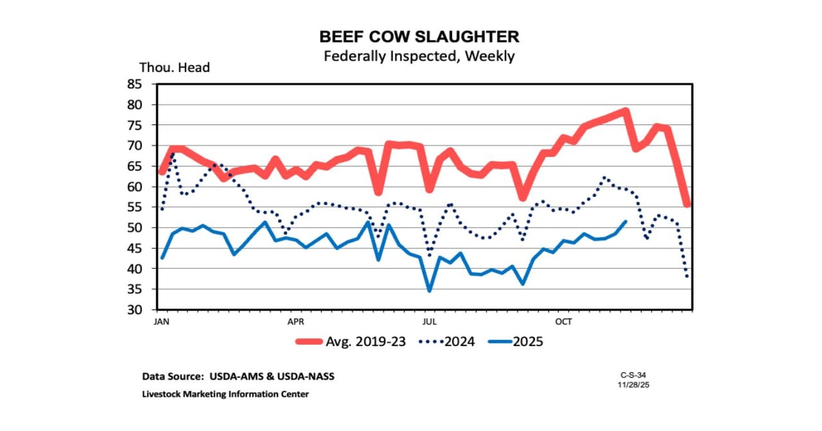 Beef cow slaughter this fall is down 19%