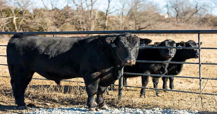 Understanding bull selection tools