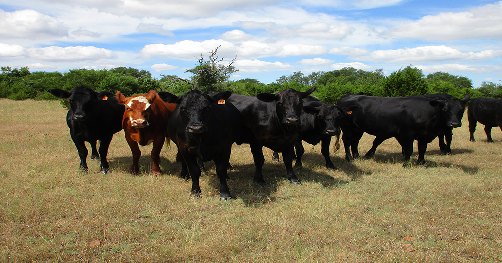 How one Texas rancher used pasture management to battle drought