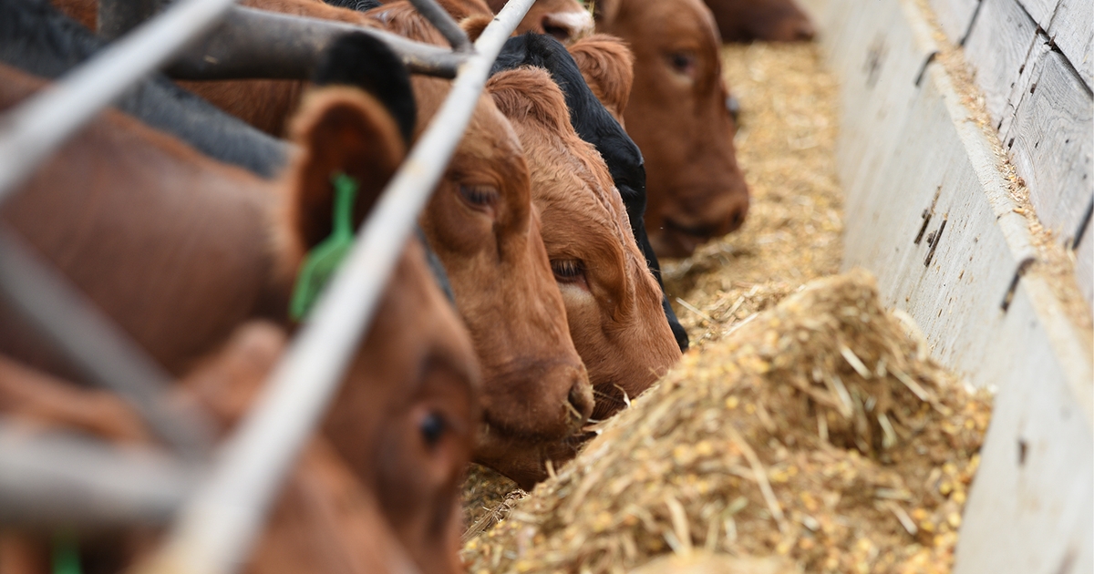 Beef cattle: the ultimate upcyclers