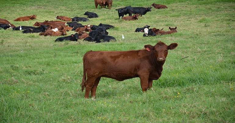 Stocker production gains economic importance