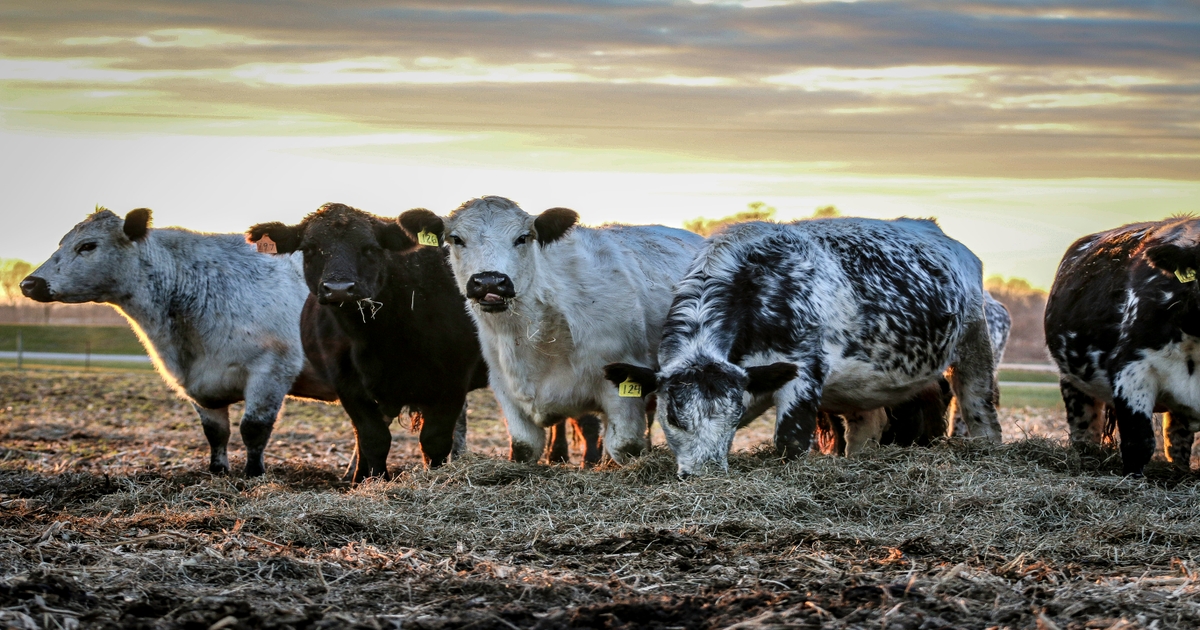 Readers share how cow power runs the ranch | Beef Magazine