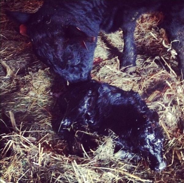 5 tips to do now to prepare for breeding success this summer