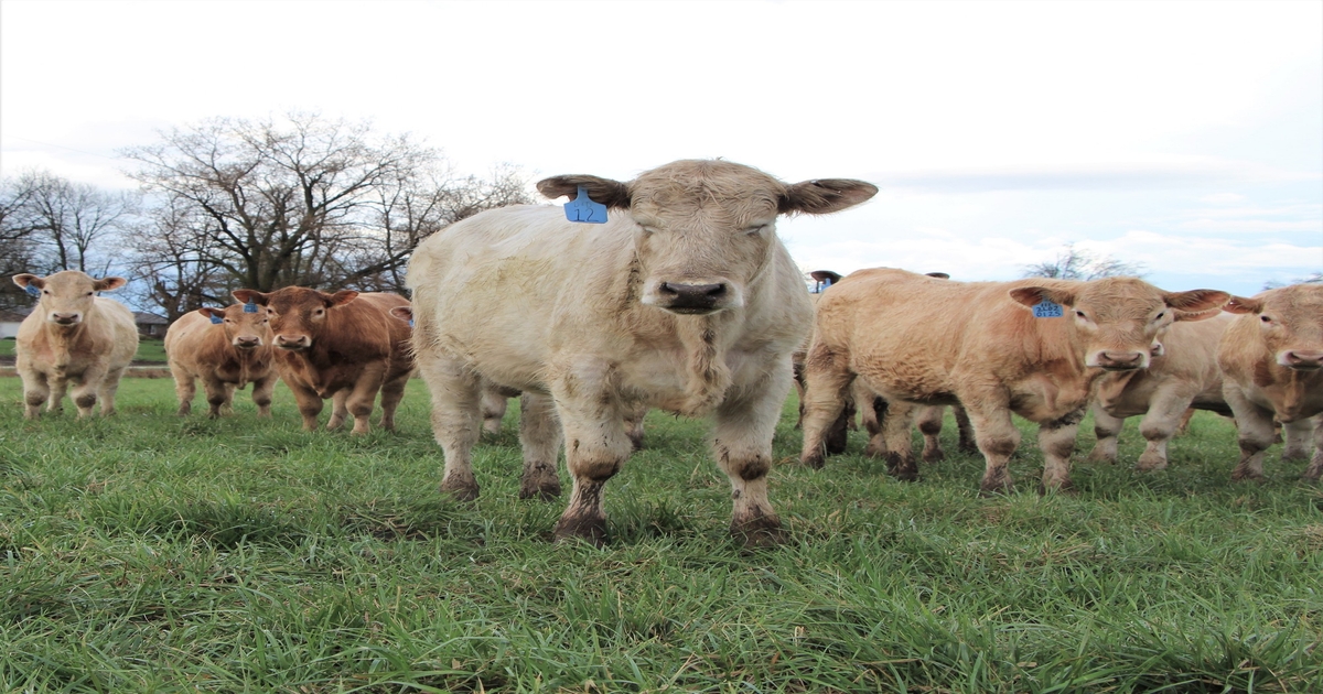 Celebrating Beef Month 2021 | Beef Magazine