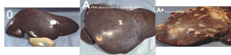Industry concerns with liver abscesses in finishing cattle