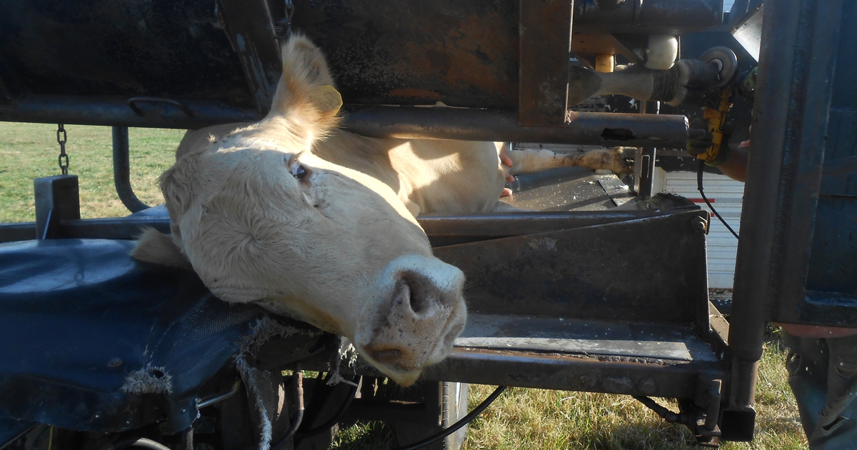 Proper hoof care vital for extending cow life