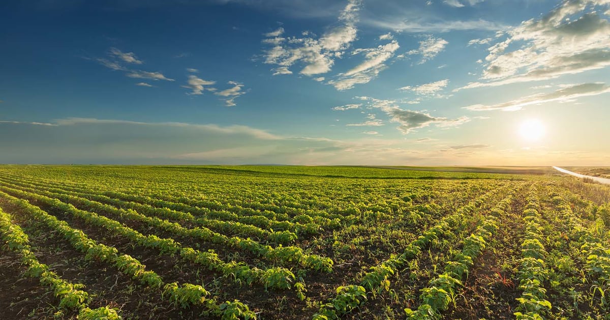 BASF purchases Bayer's seed assets and Liberty herbicide line