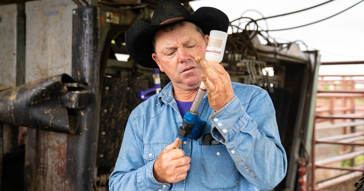 Receiving high-risk cattle