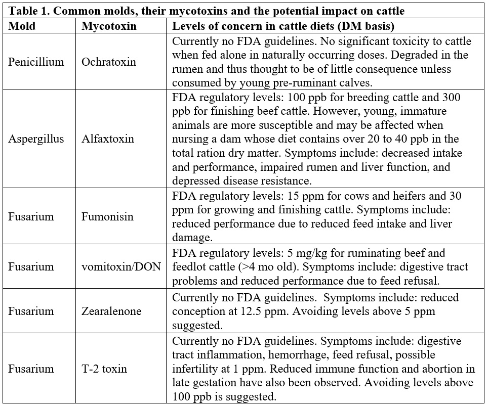 Do you have mold and mycotoxins in your silage?