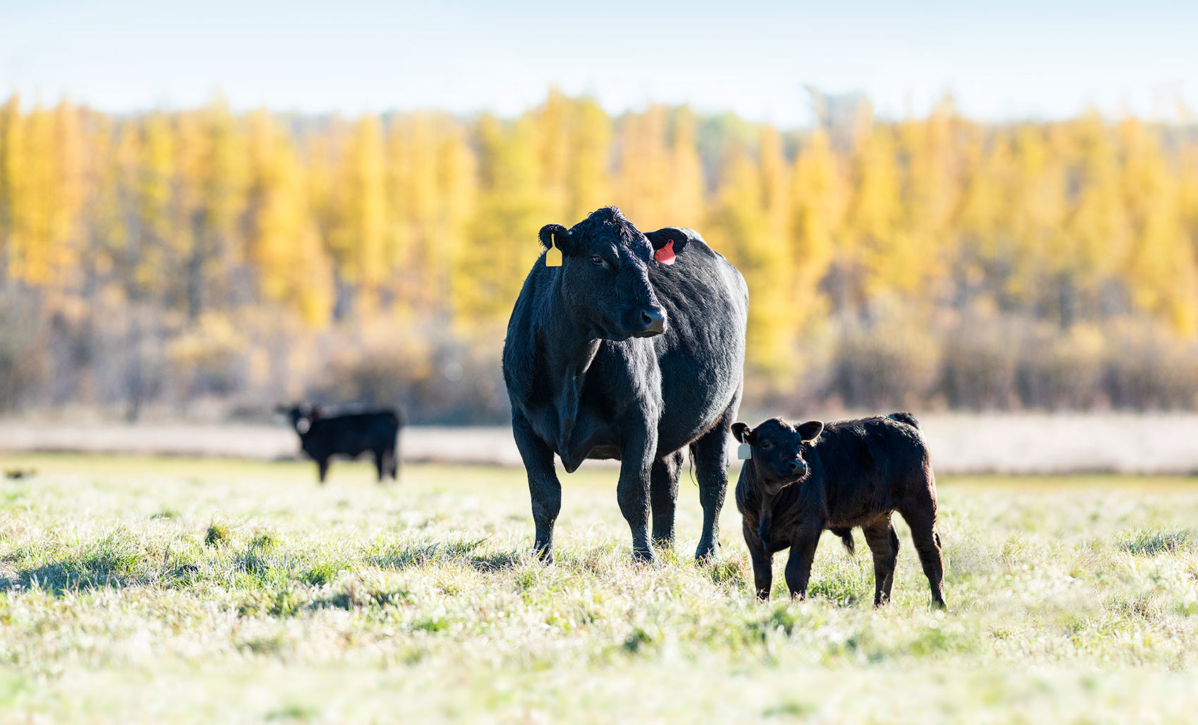 Flax and balancing fatty acids in cattle