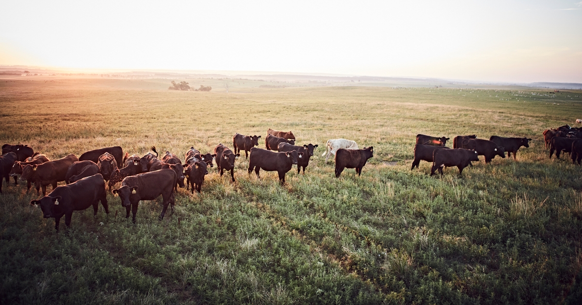 Maximize Cattle and Dewormer Performance with Combination Treatment