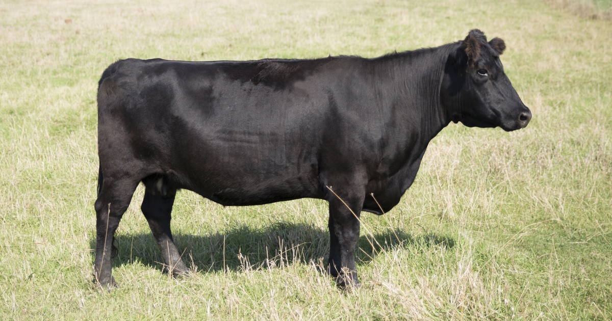 Spring calving activities and body scoring your cows