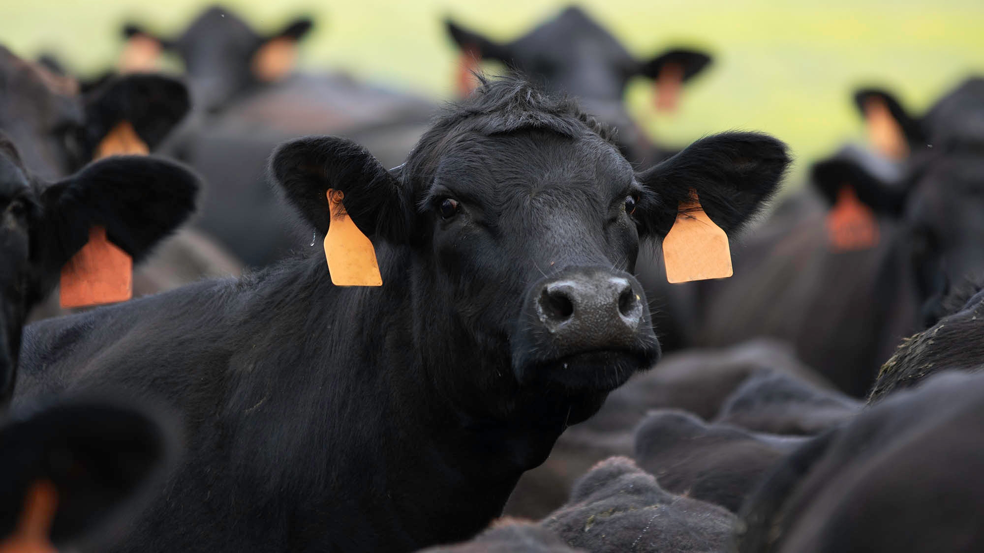 pepsinogen cattle