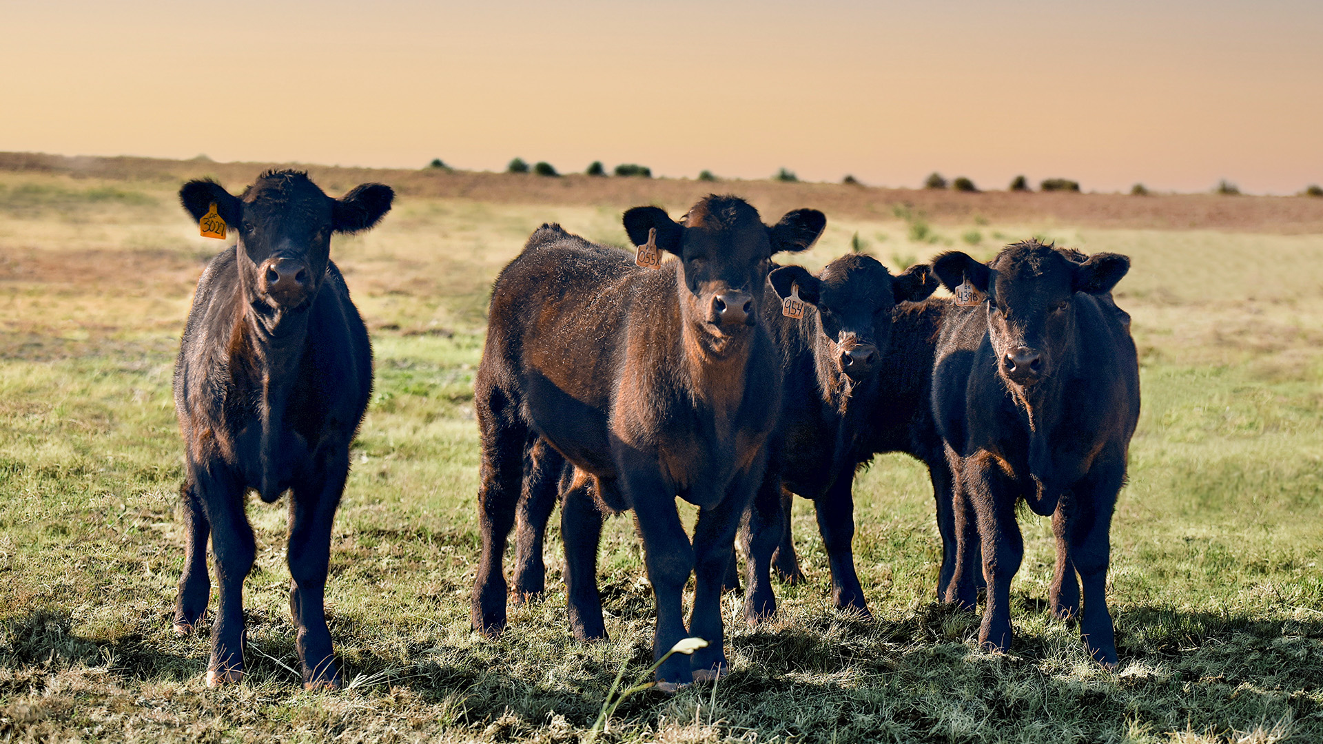 Feeder cattle futures and cattle value