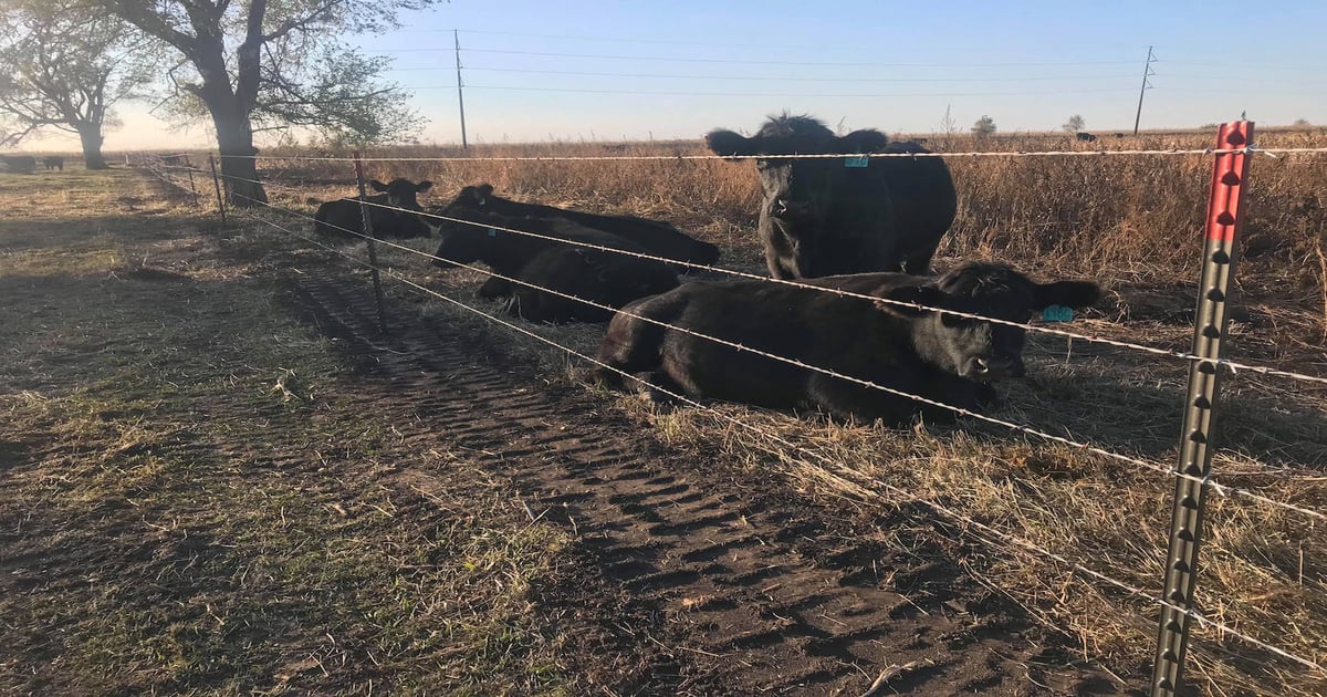 15 photos of fencing from start to finish | Beef Magazine