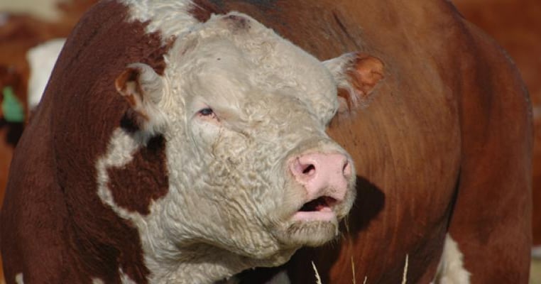 Accelerated genetic progress
