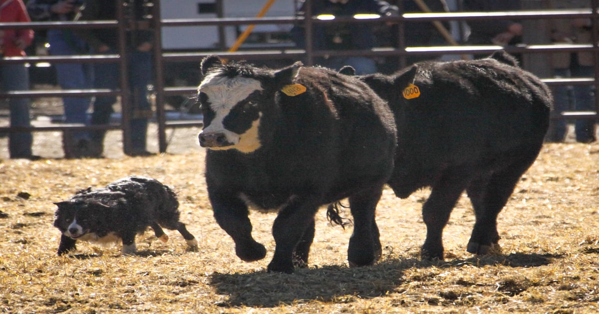 3 tips for training your cattle dog to work stock