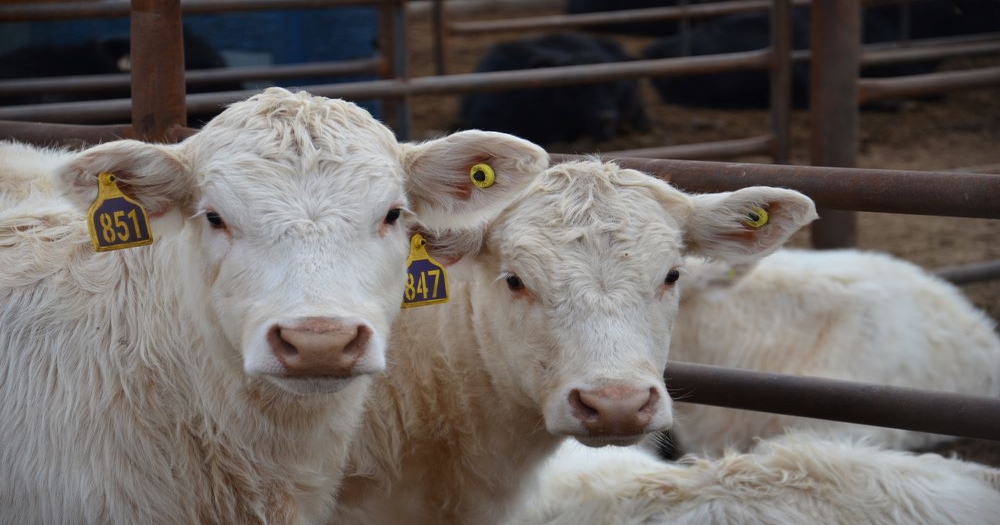 Social distancing doesn’t work for cattle