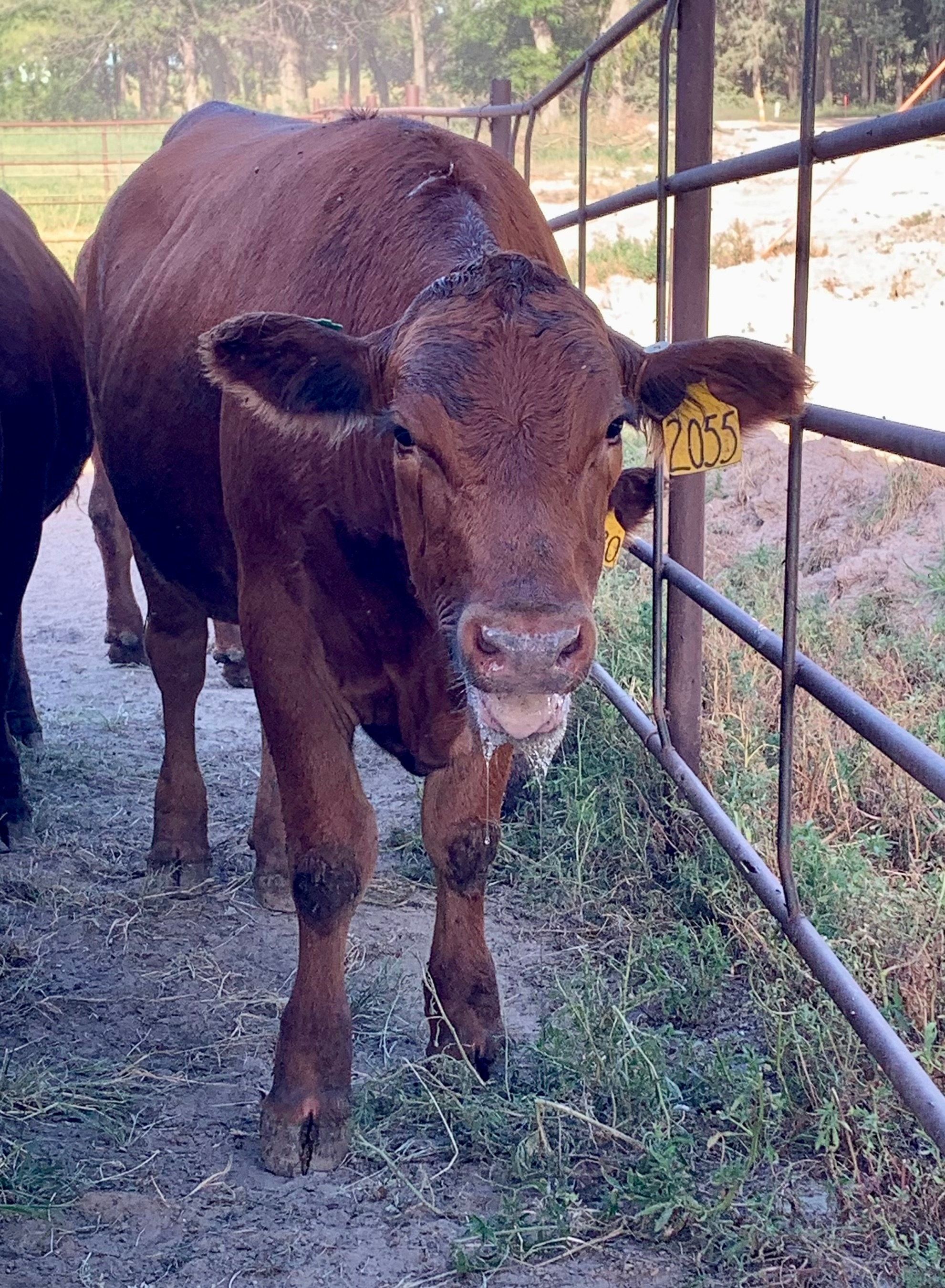 The Calving Process – Understanding the Three Stages