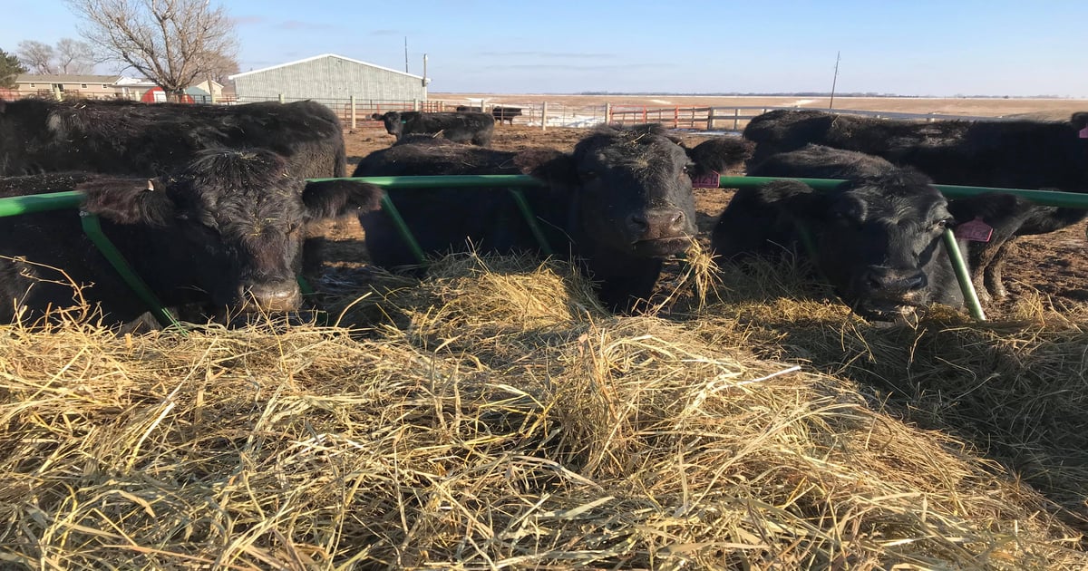 Tough questions to ask your cows