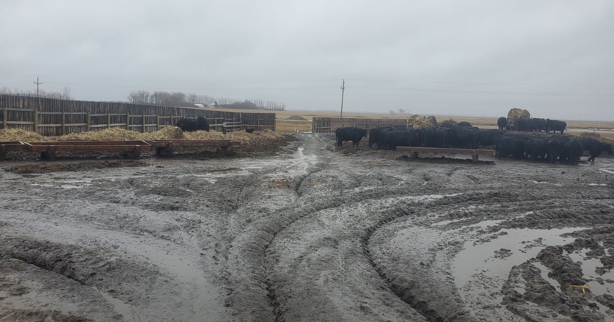 Tips for managing muddy conditions