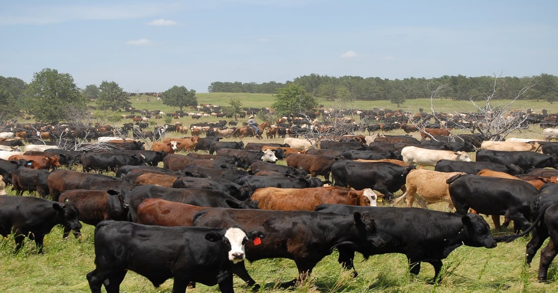 Six reasons we need grazing animals