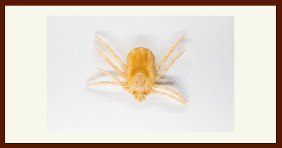 Genetic tools could revolutionize future of tick control