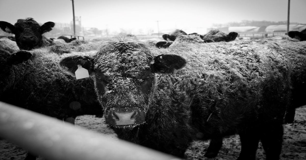 Cold Stress and Beef Cows
