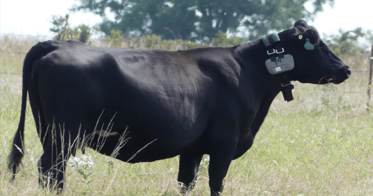 Virtual fences are a pollinator-friendly option for rangelands