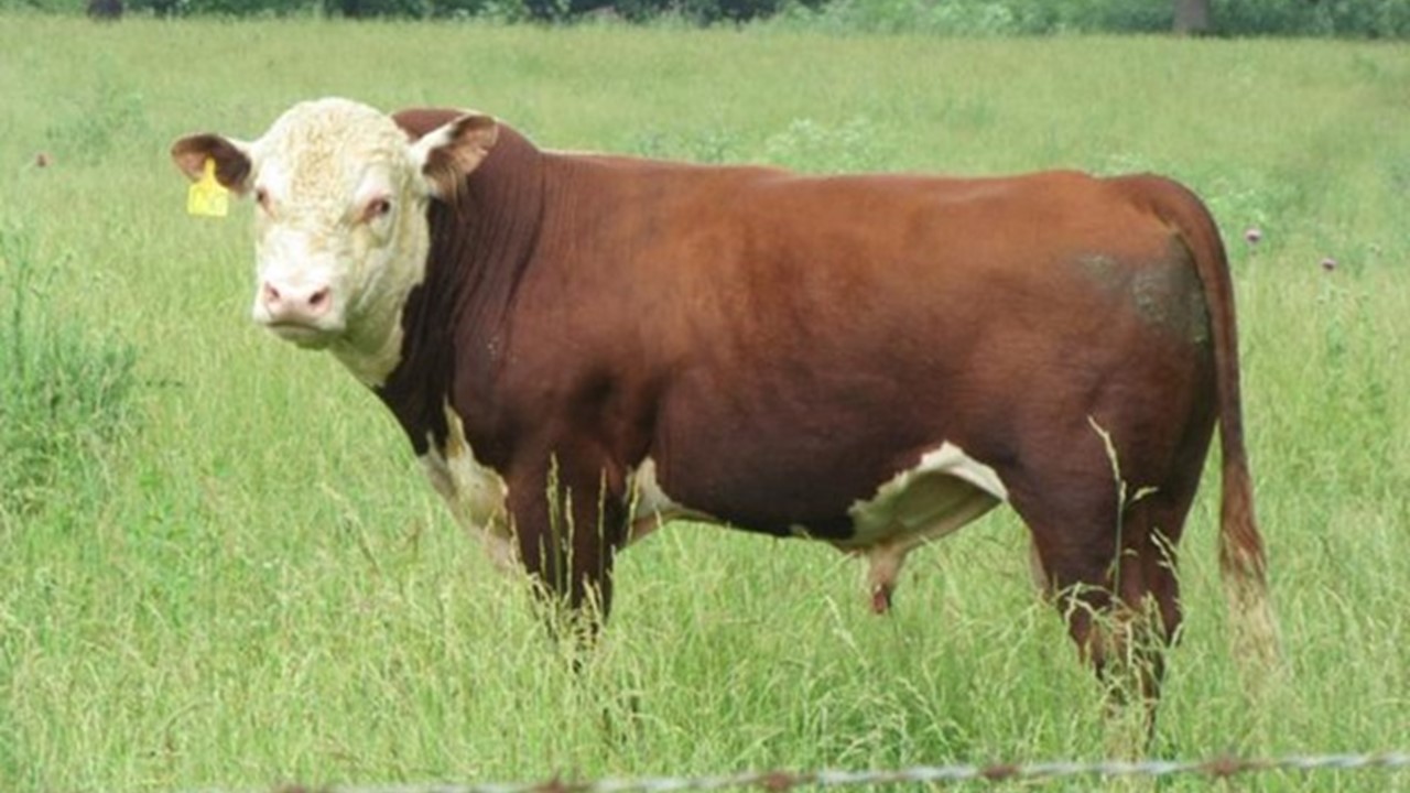 The Rules Of Yearling Bull Management