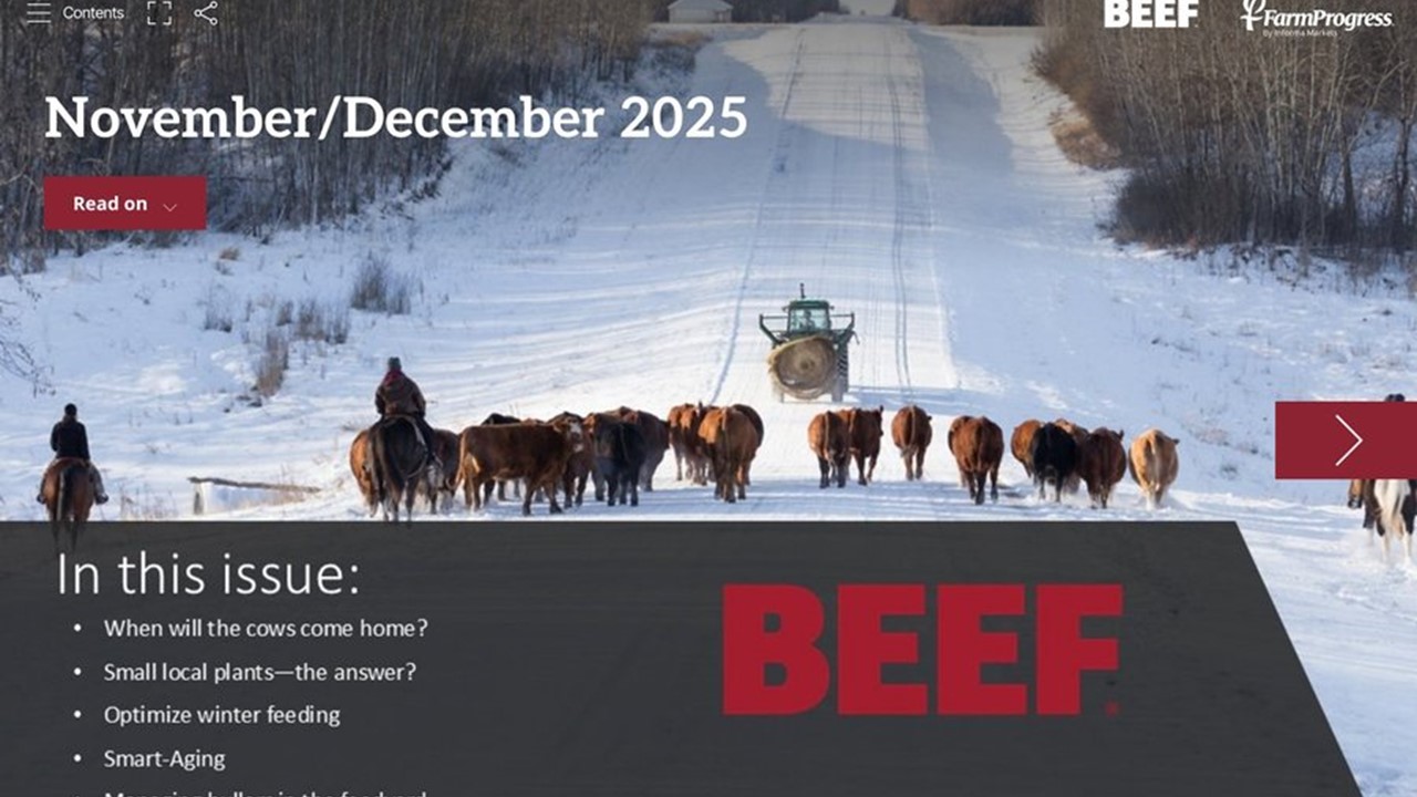 Saving the herd with milo grazing