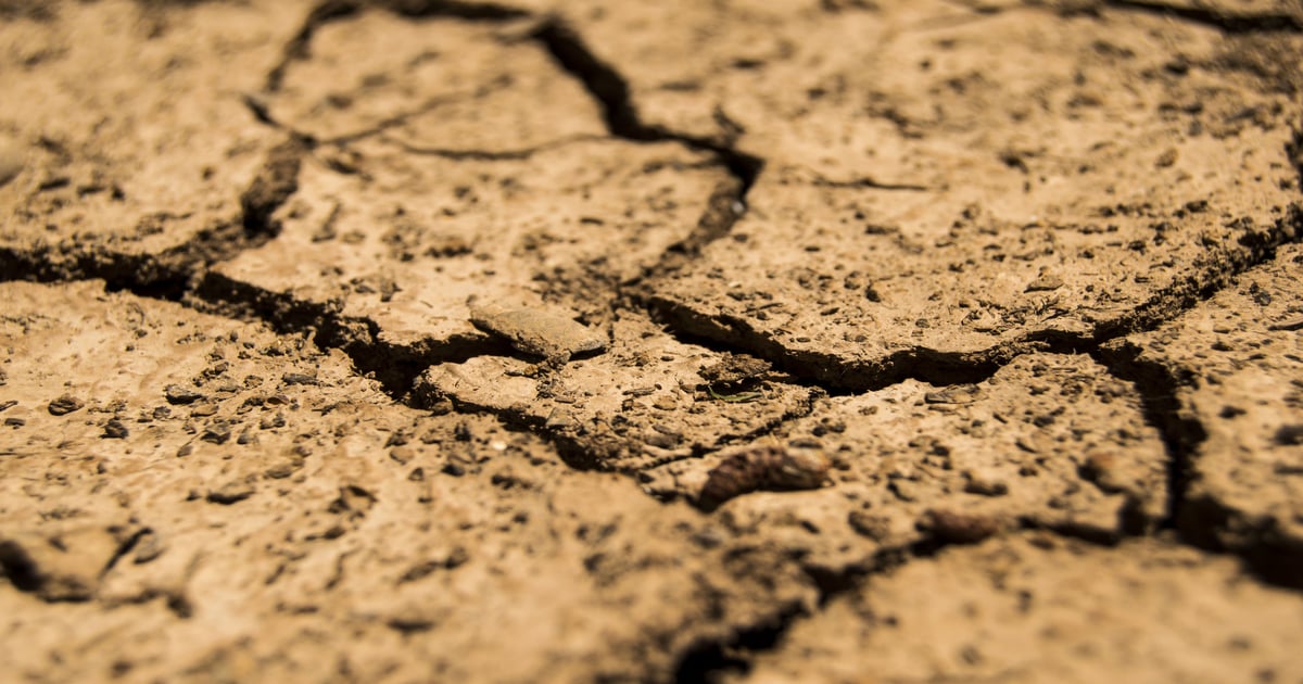 Drought threatens the herd rebuild