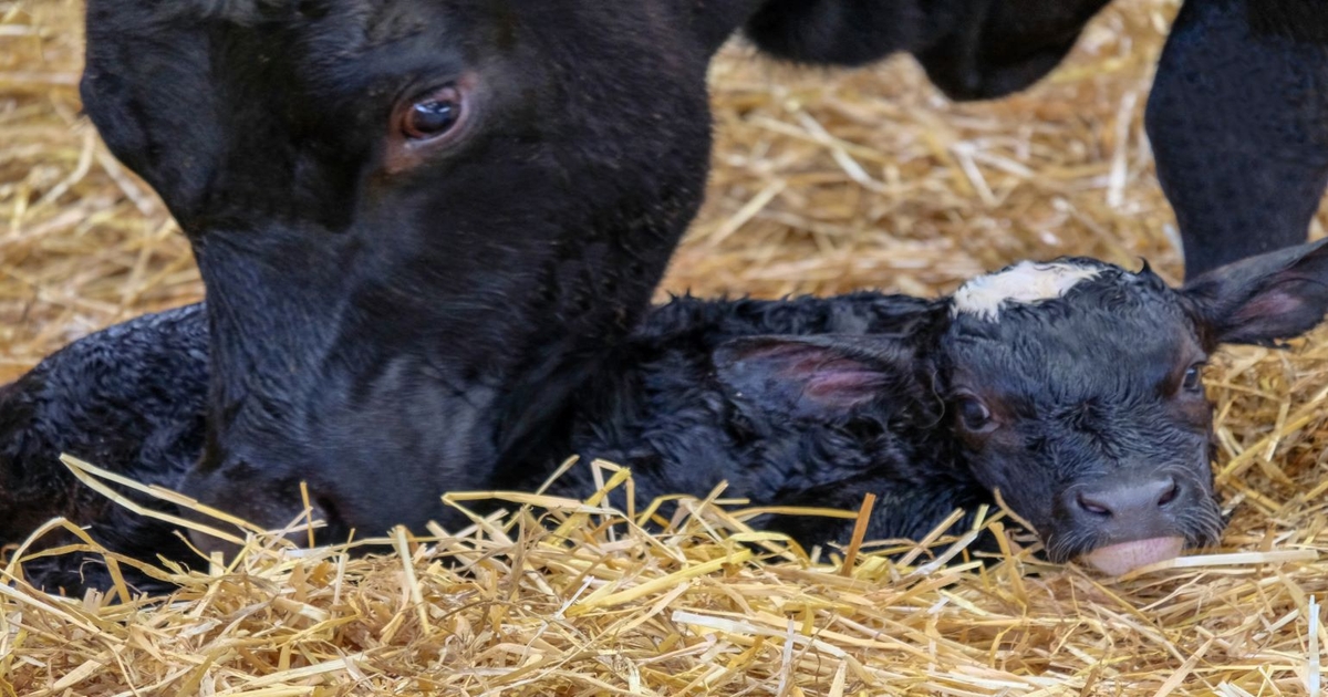 Preparing for winter calving