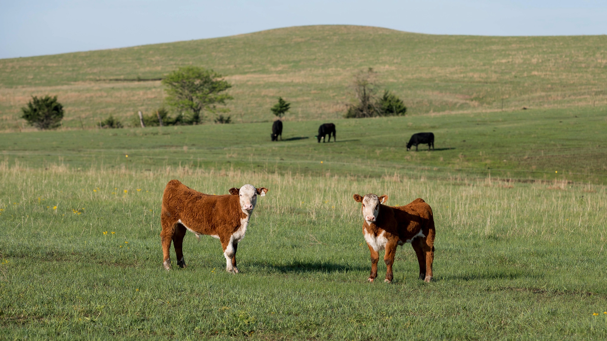 Understanding calf digestive development in beef and dairy systems